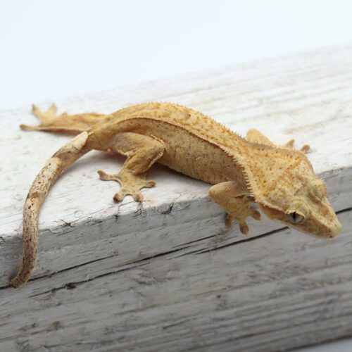 Morphs – Seta Reptiles