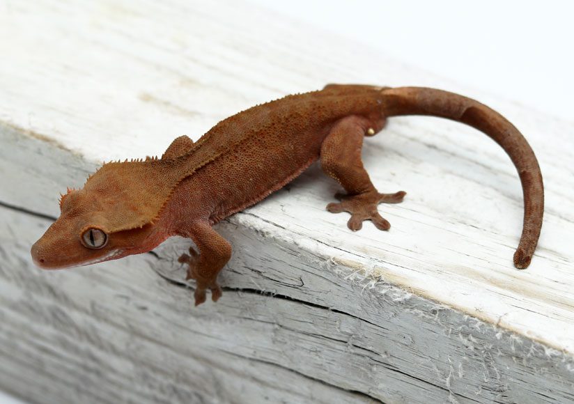 Red Phantom (Male) - Seta Reptiles