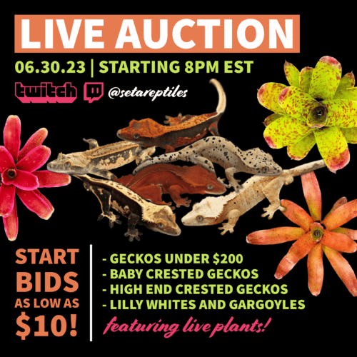 Live Auctions – Seta Reptiles