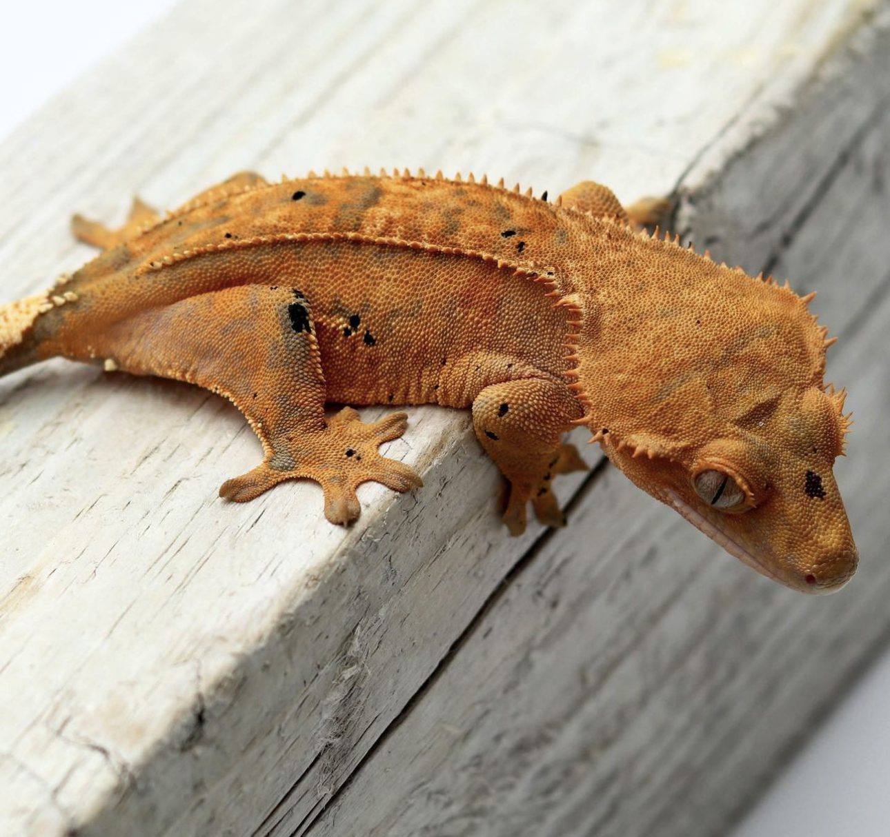 Breeding Projects – Seta Reptiles