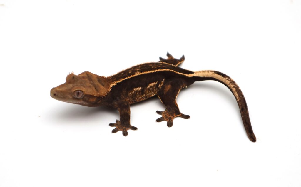 Shop – Page 2 – Seta Reptiles