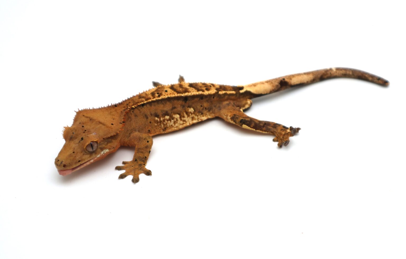 Shop – Page 2 – Seta Reptiles