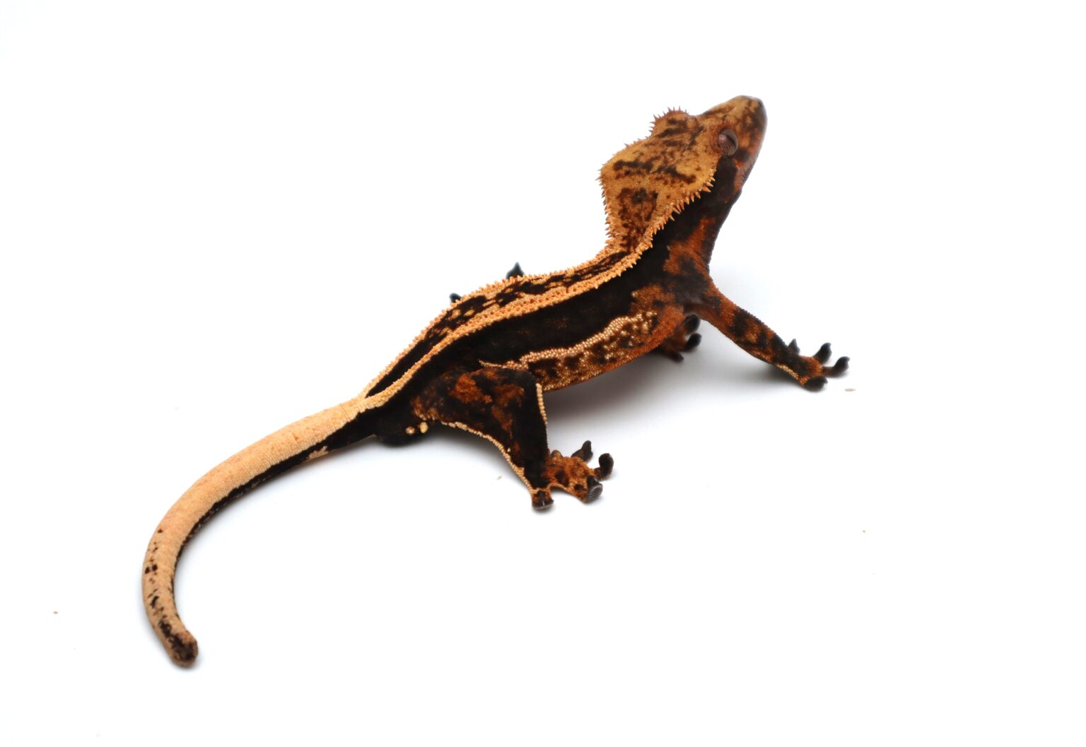 Shop – Page 2 – Seta Reptiles