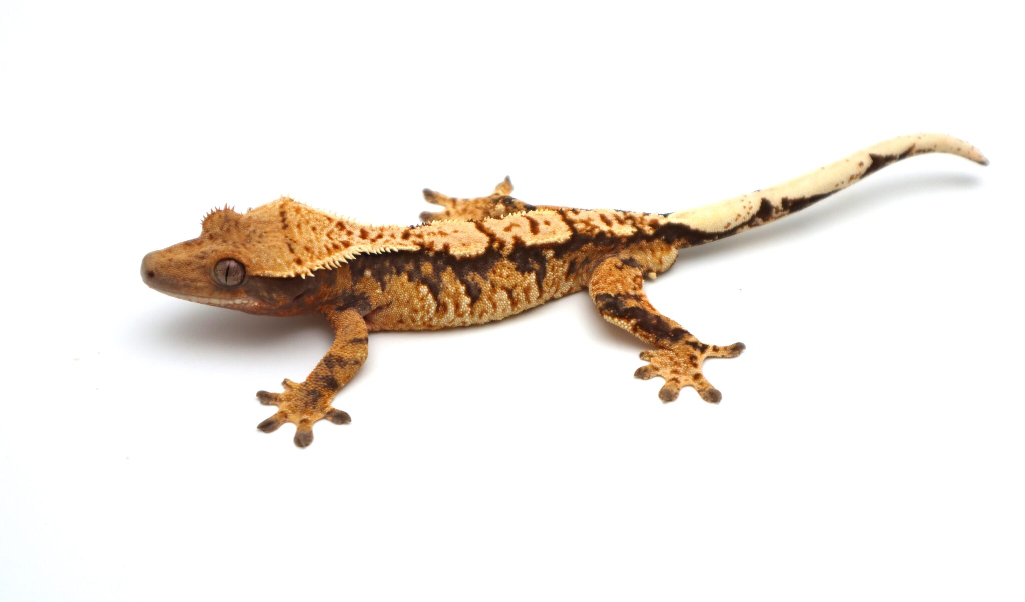 Shop – Page 2 – Seta Reptiles