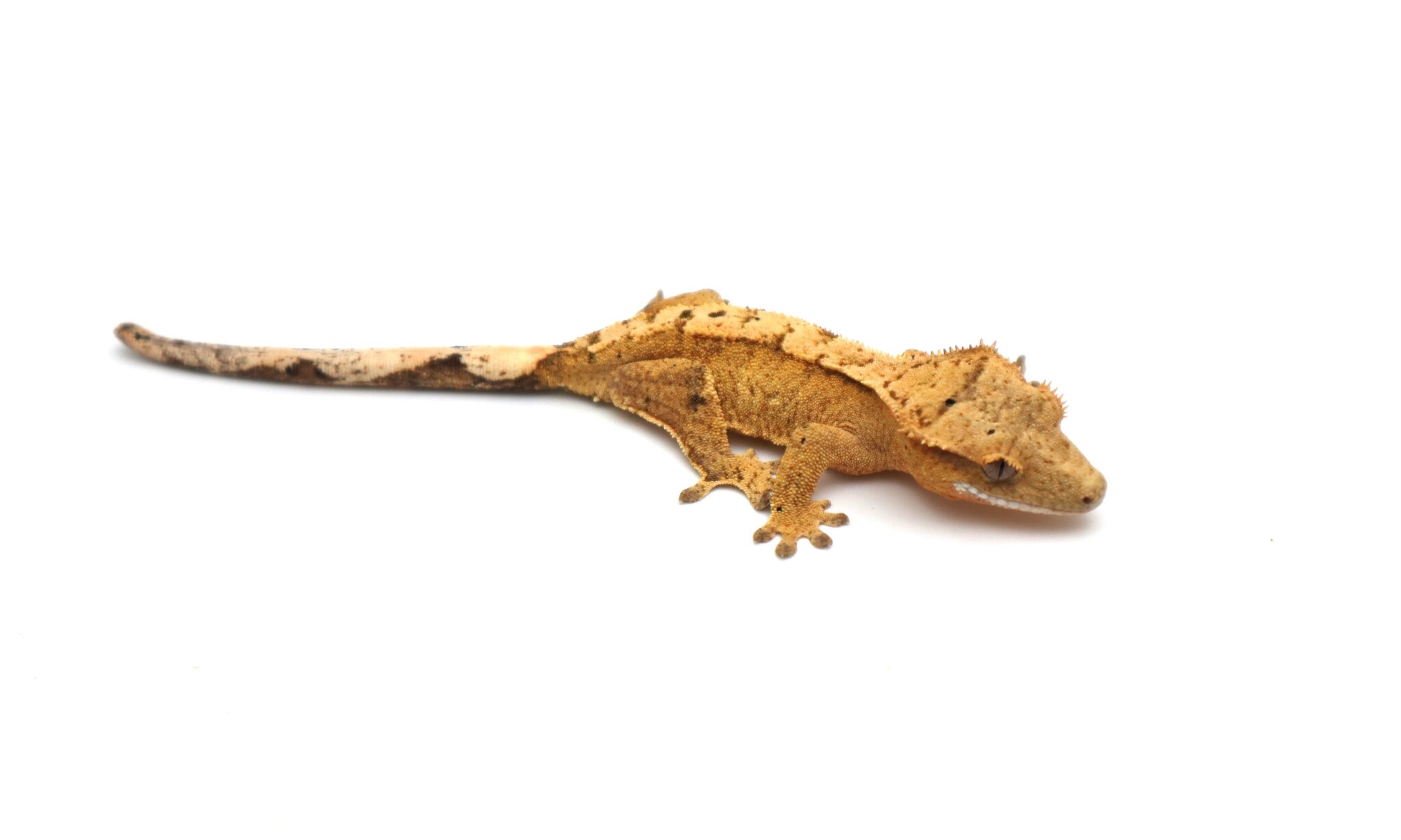 Shop – Page 2 – Seta Reptiles