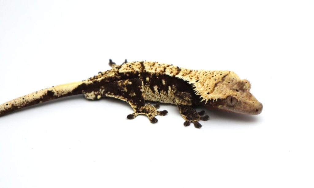 Shop – Page 2 – Seta Reptiles