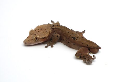 Shop – Page 2 – Seta Reptiles