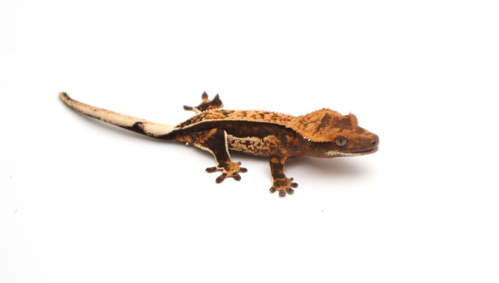 Shop – Page 2 – Seta Reptiles
