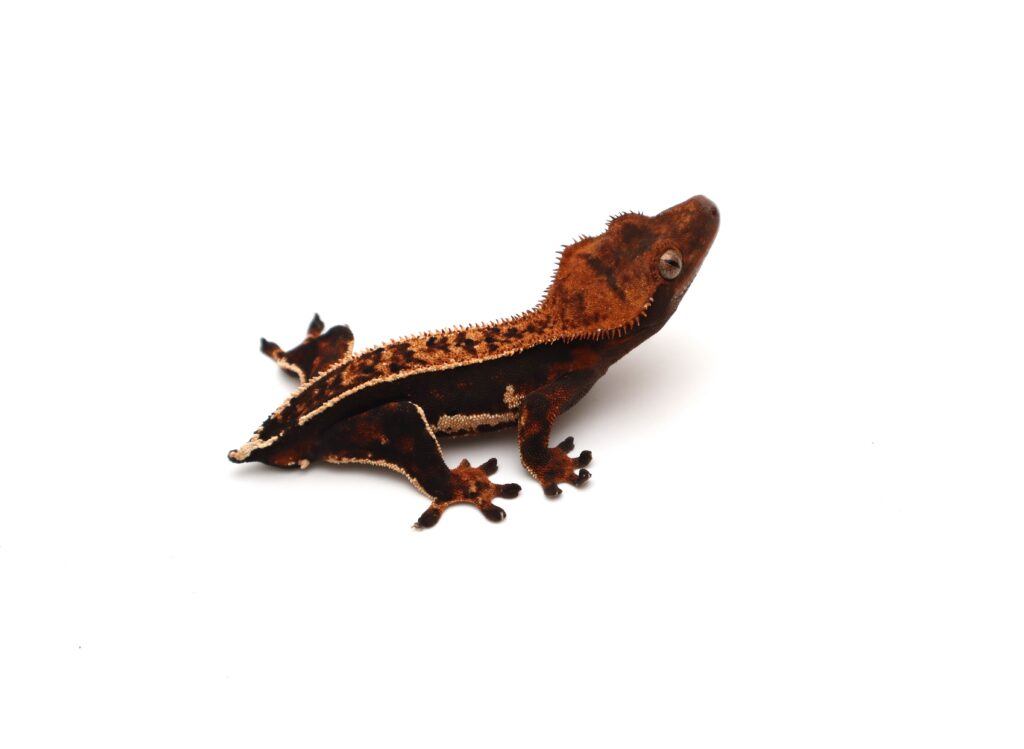 Shop – Page 2 – Seta Reptiles