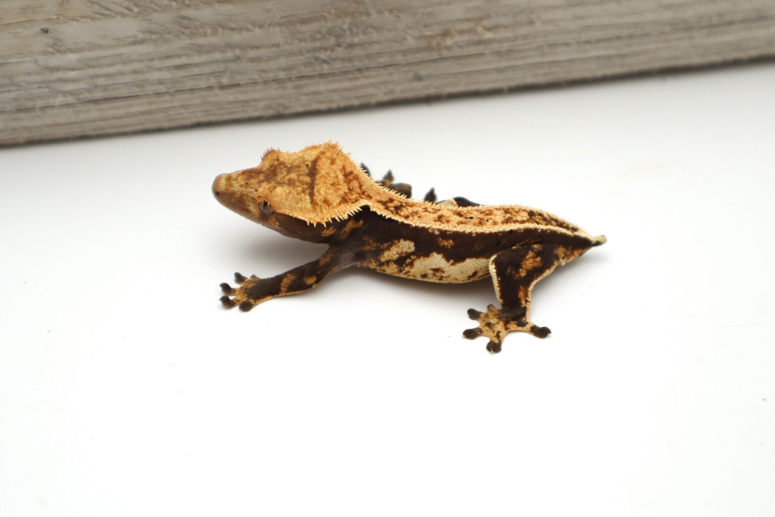 Shop – Page 2 – Seta Reptiles