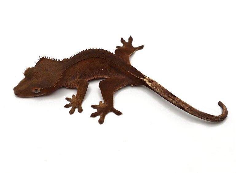 Red Phantom (Male) – Seta Reptiles