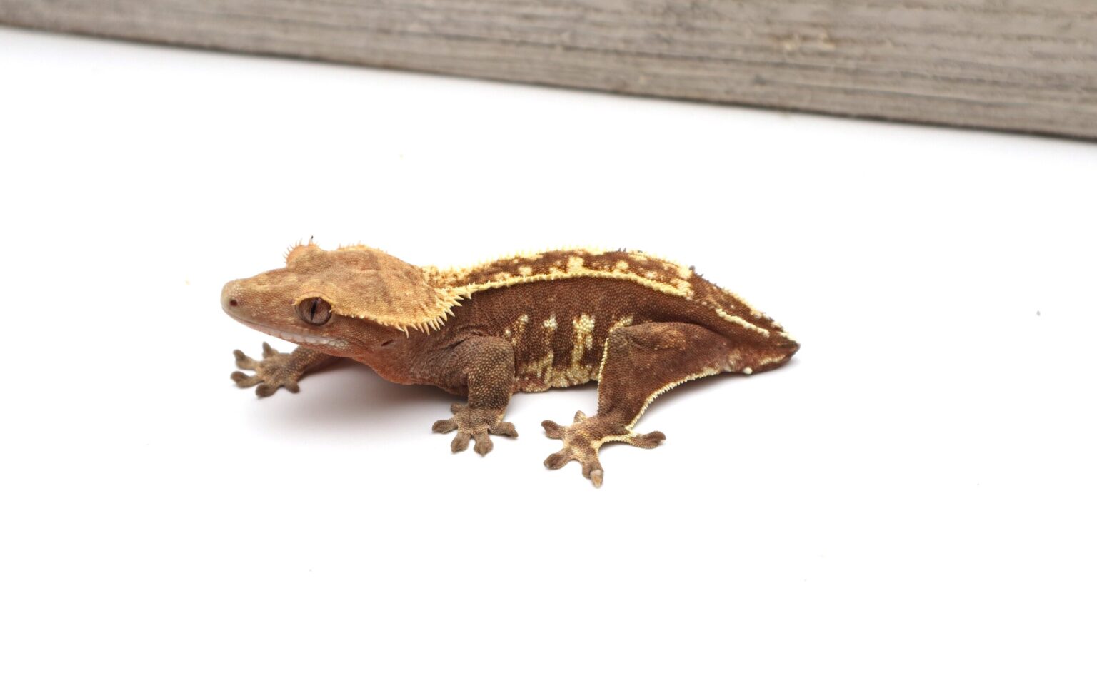 Lavender Pinstripe Empty Back White Out Soft Scale (Adult Female ...