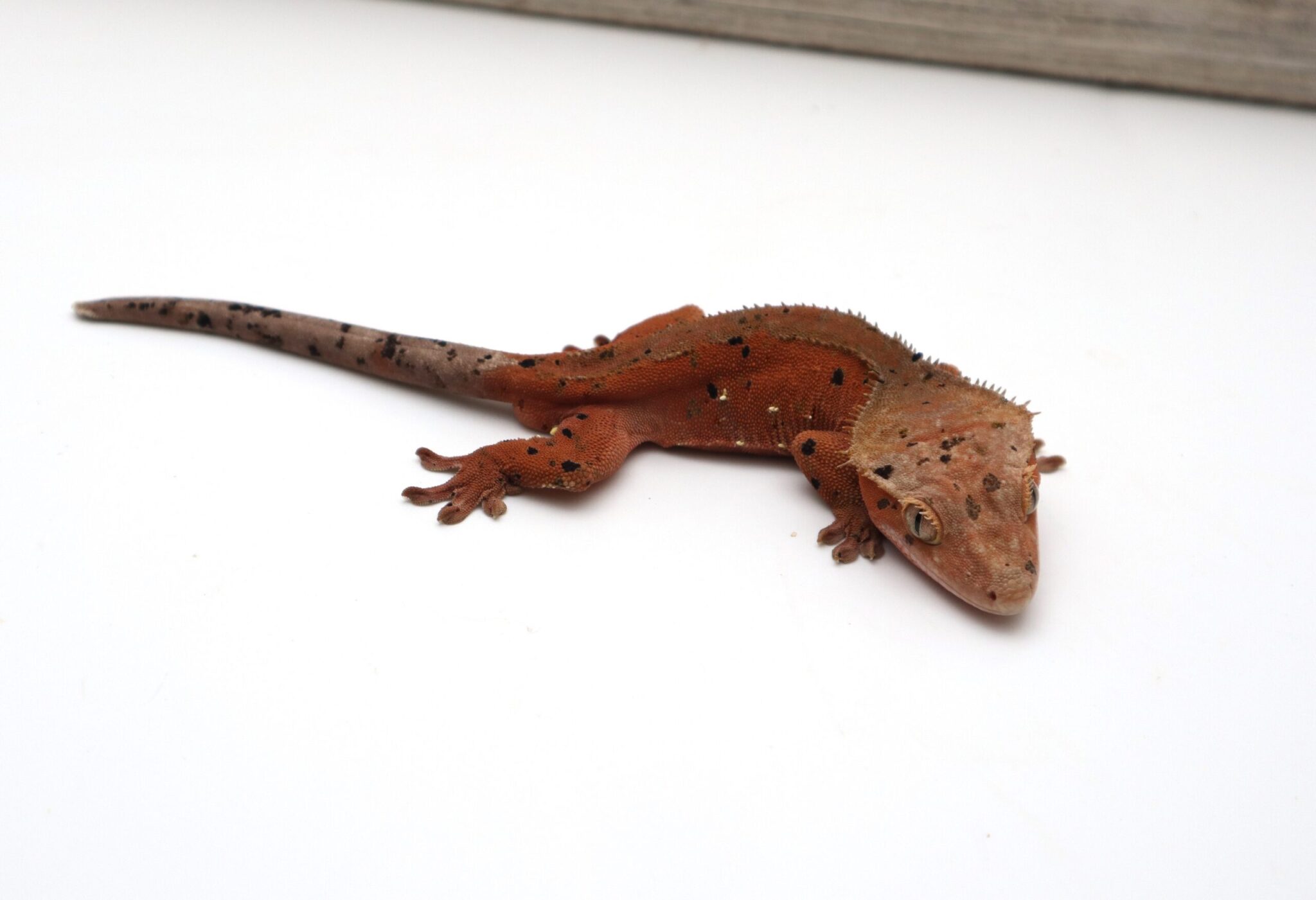 Red Super Dalmatian (Adult Male) – Seta Reptiles