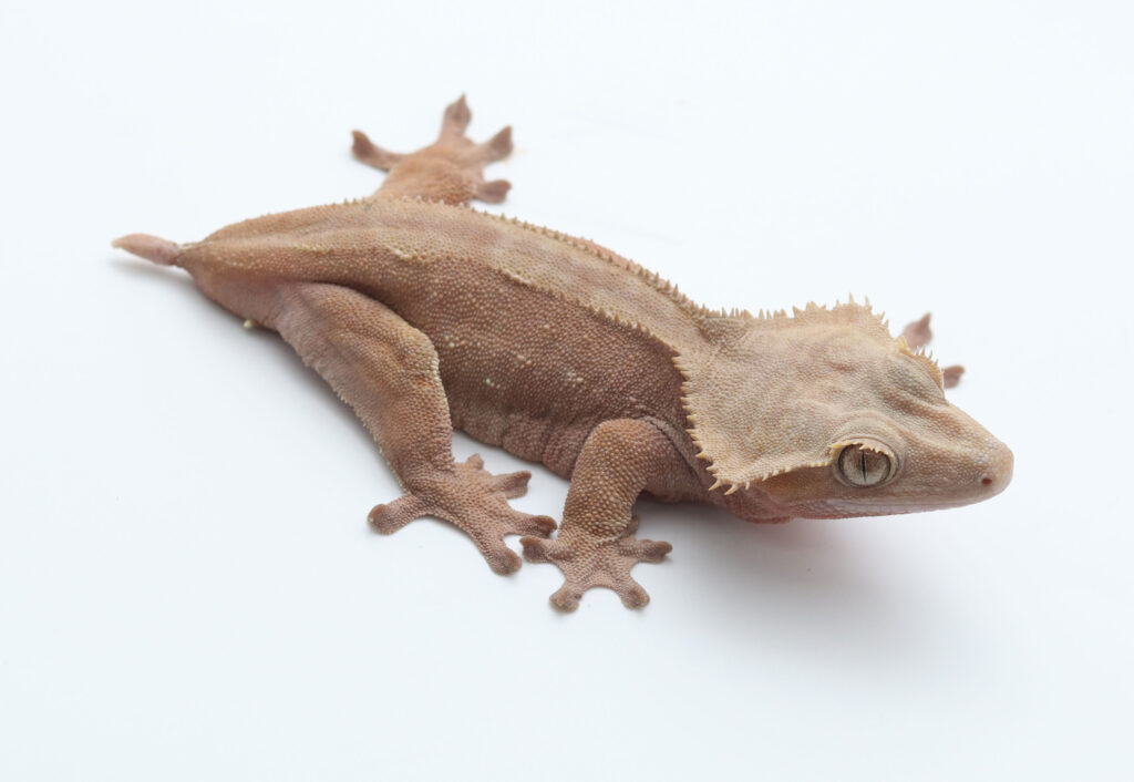 Red Phantom (Adult Female) – Seta Reptiles