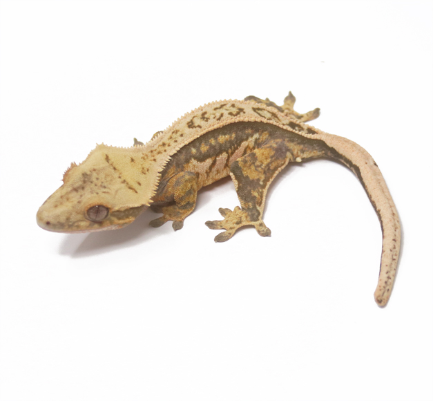 Lavender Tangerine Harlequin Pin Male Seta Reptiles